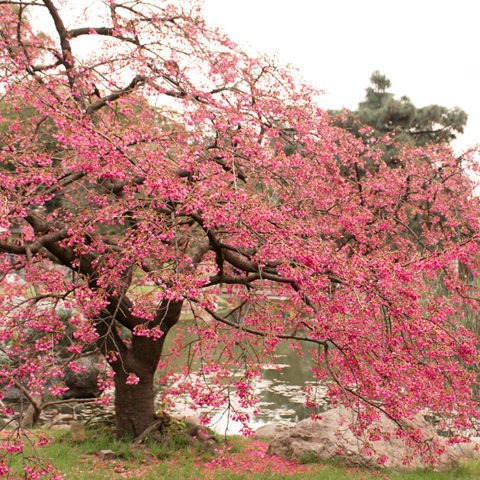 Los cerezos en flor del jardín japonés de Buenos Aires